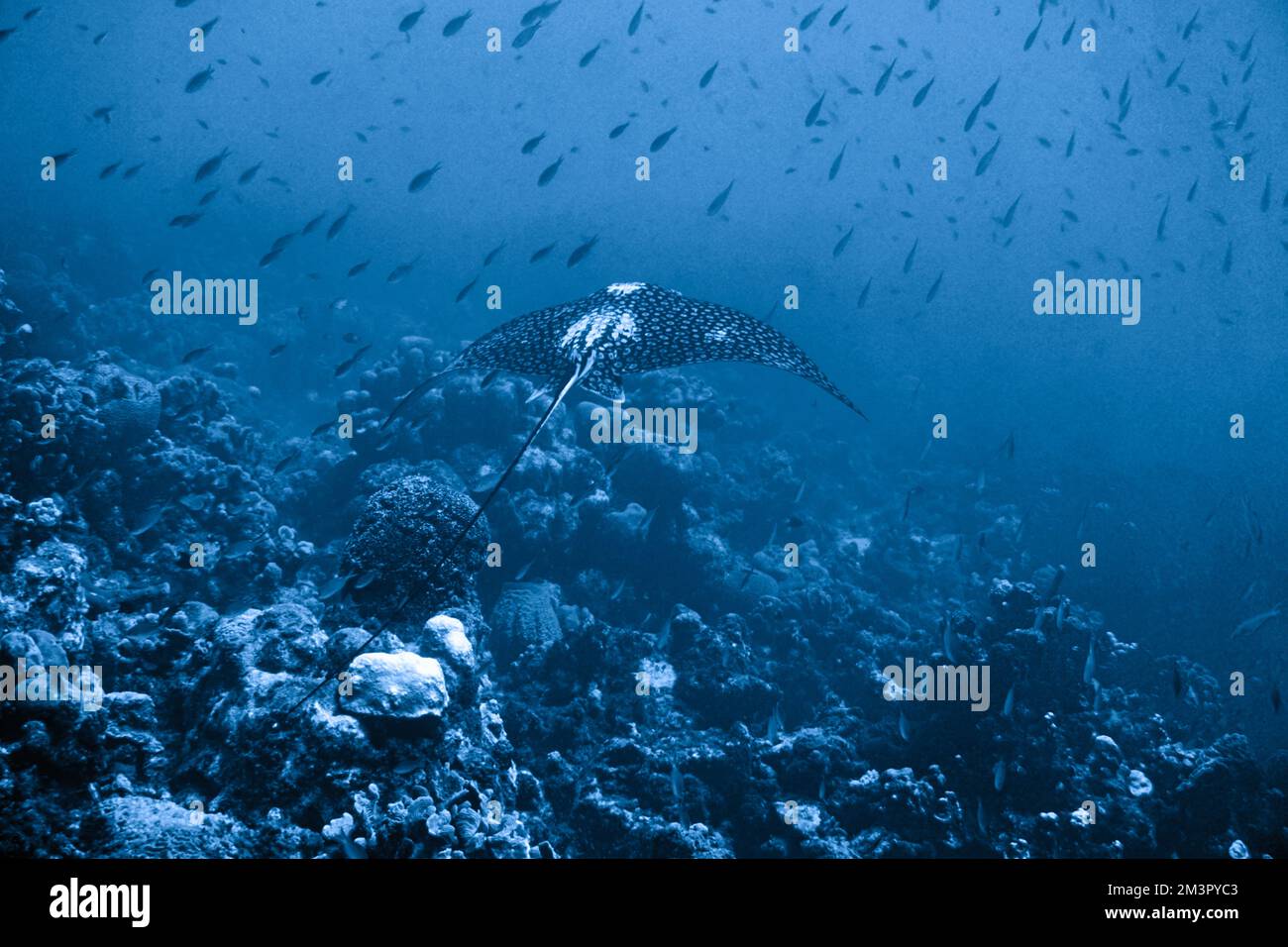 Spotted Eagle Ray Swimming In The Caribbean Sea. Blue Water. Relaxed ...