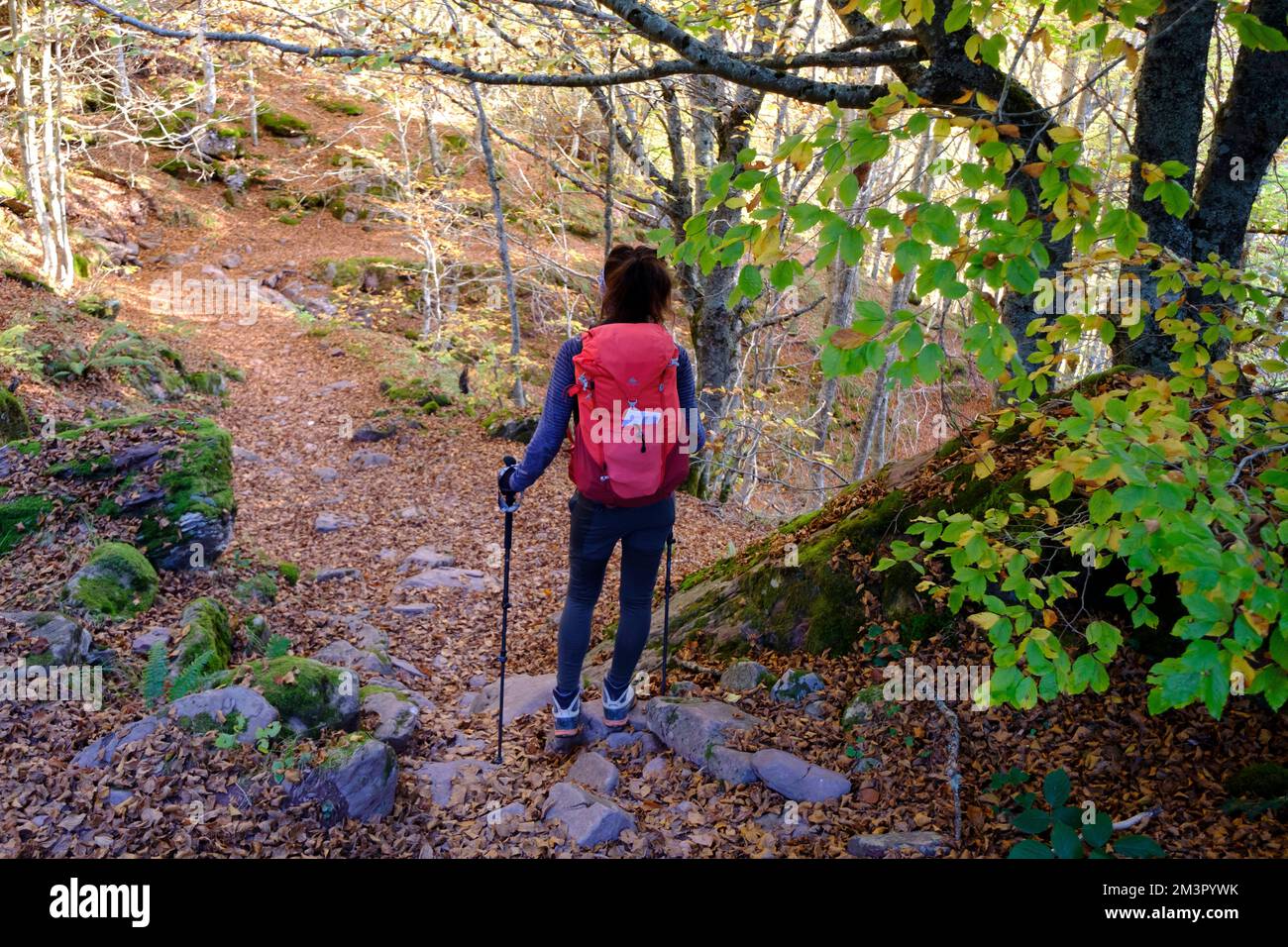 woman with orange backpack in the Espelunguère forest, pyrenees ...