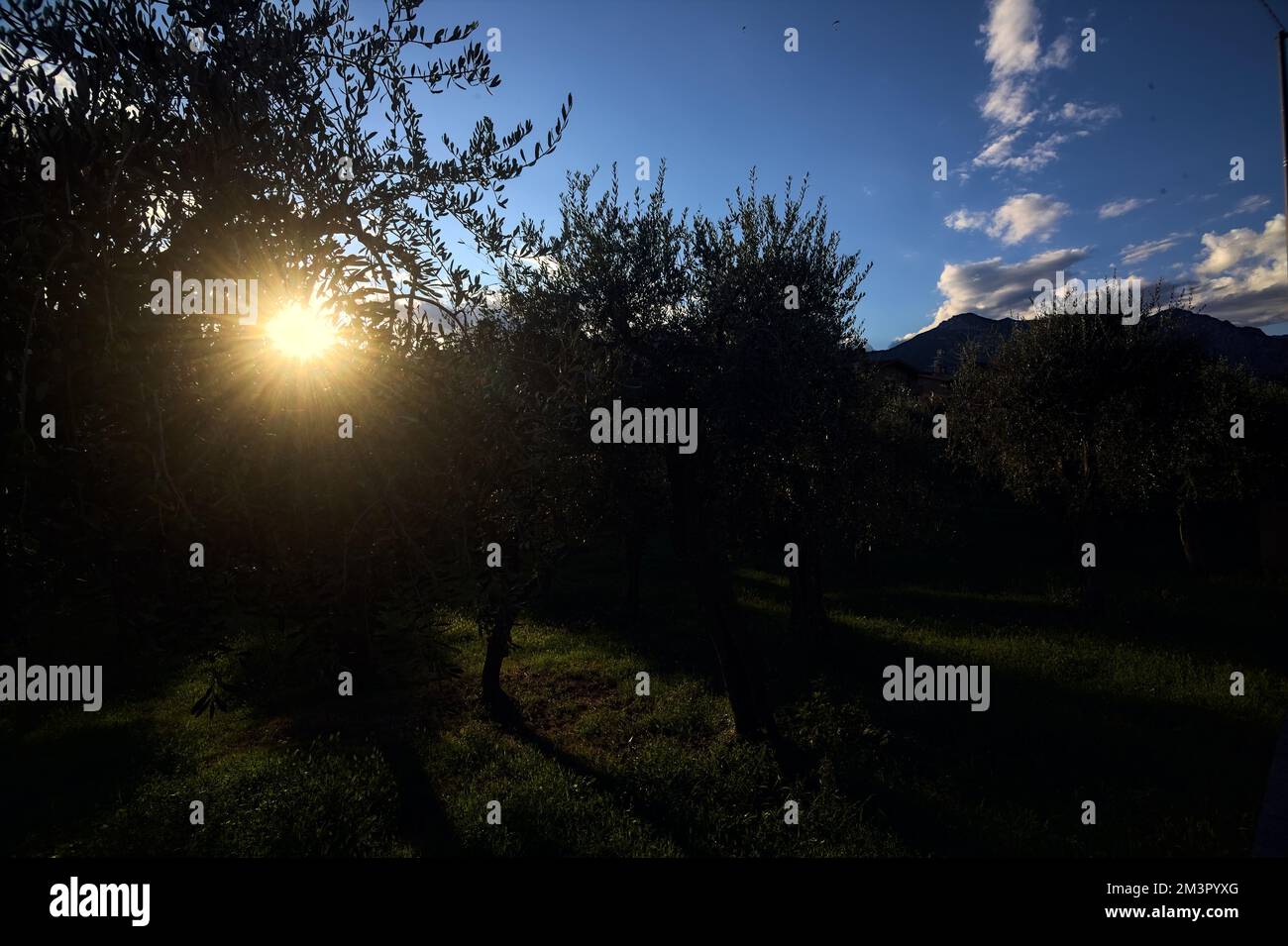 Sunset on an olive tree grove Stock Photo - Alamy
