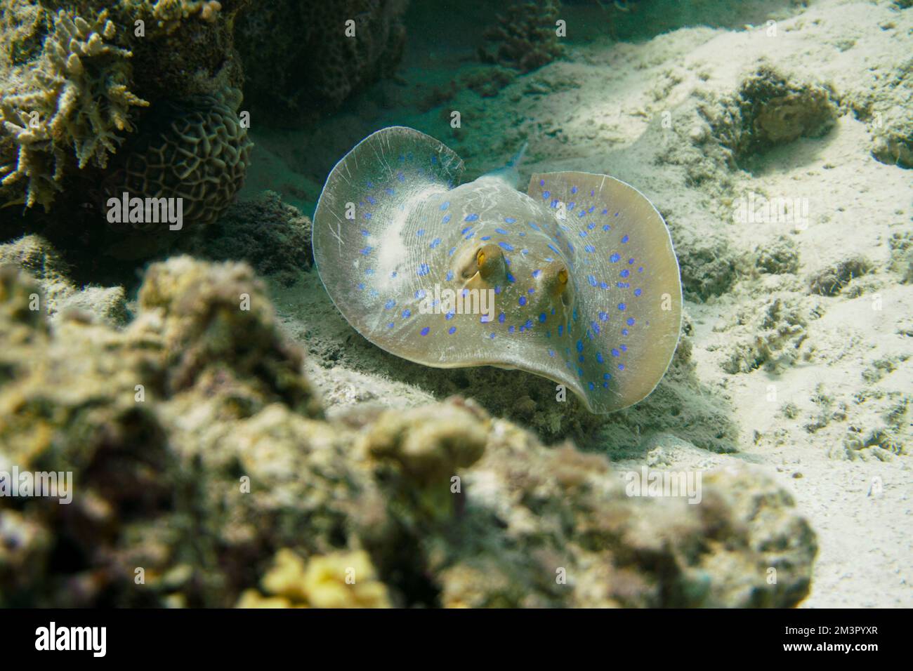 A blue spotted stingray swimming in the sand patch of the colourful ...