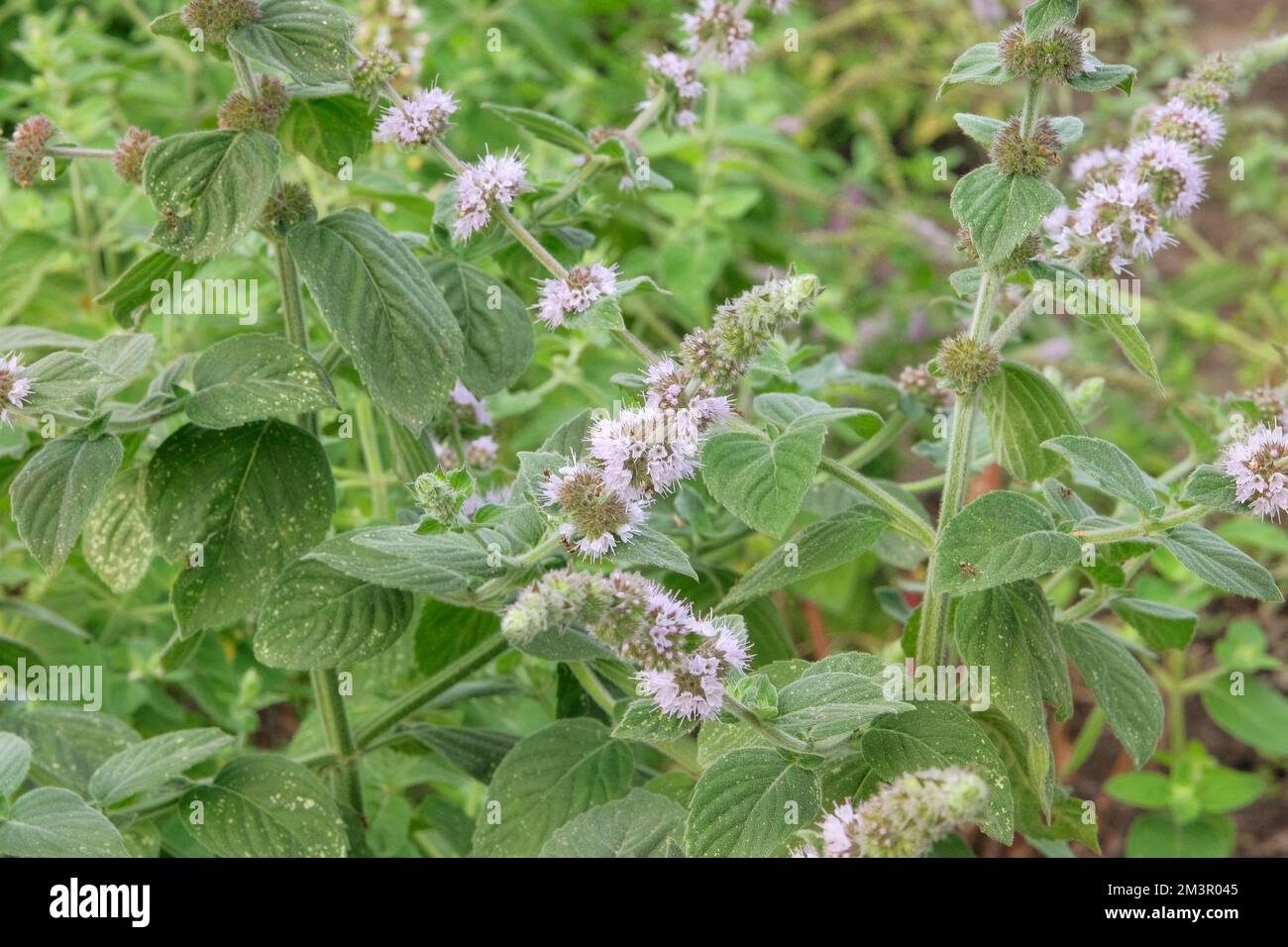 Hyssop in garden. Gentle summer flowers on blurred background of green ...