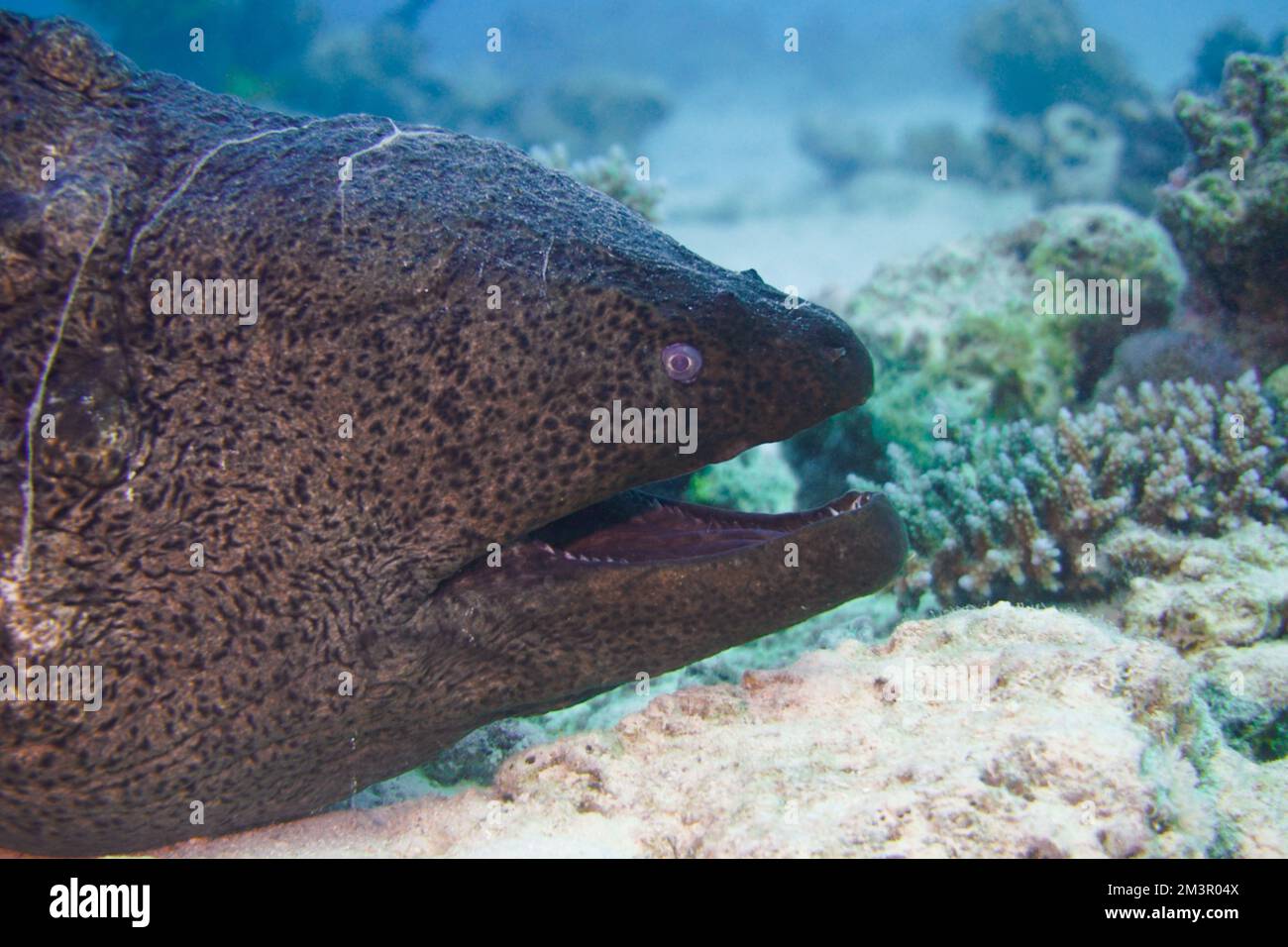 A large, big moray eel with large sharp teeth hiding in the colourful ...