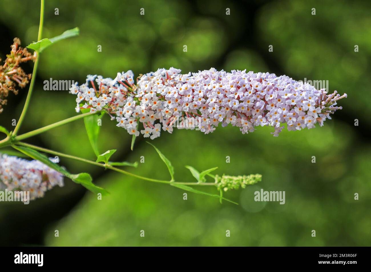 Buddleia charming hi-res stock photography and images - Alamy