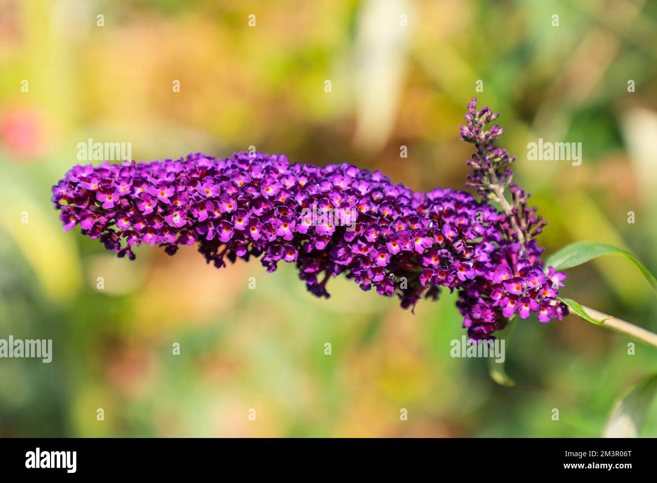 Buddleia empire blue hi-res stock photography and images - Alamy