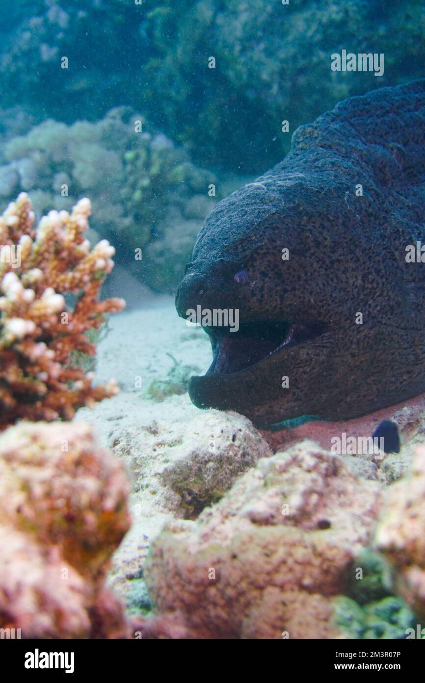 A large, big moray eel with large sharp teeth hiding in the colourful ...