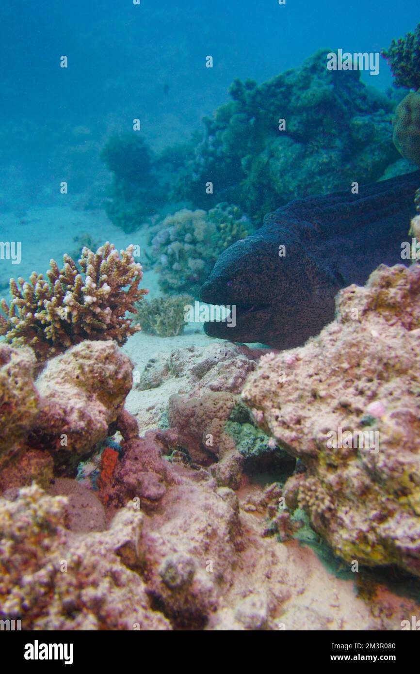 A large, big moray eel with large sharp teeth hiding in the colourful ...