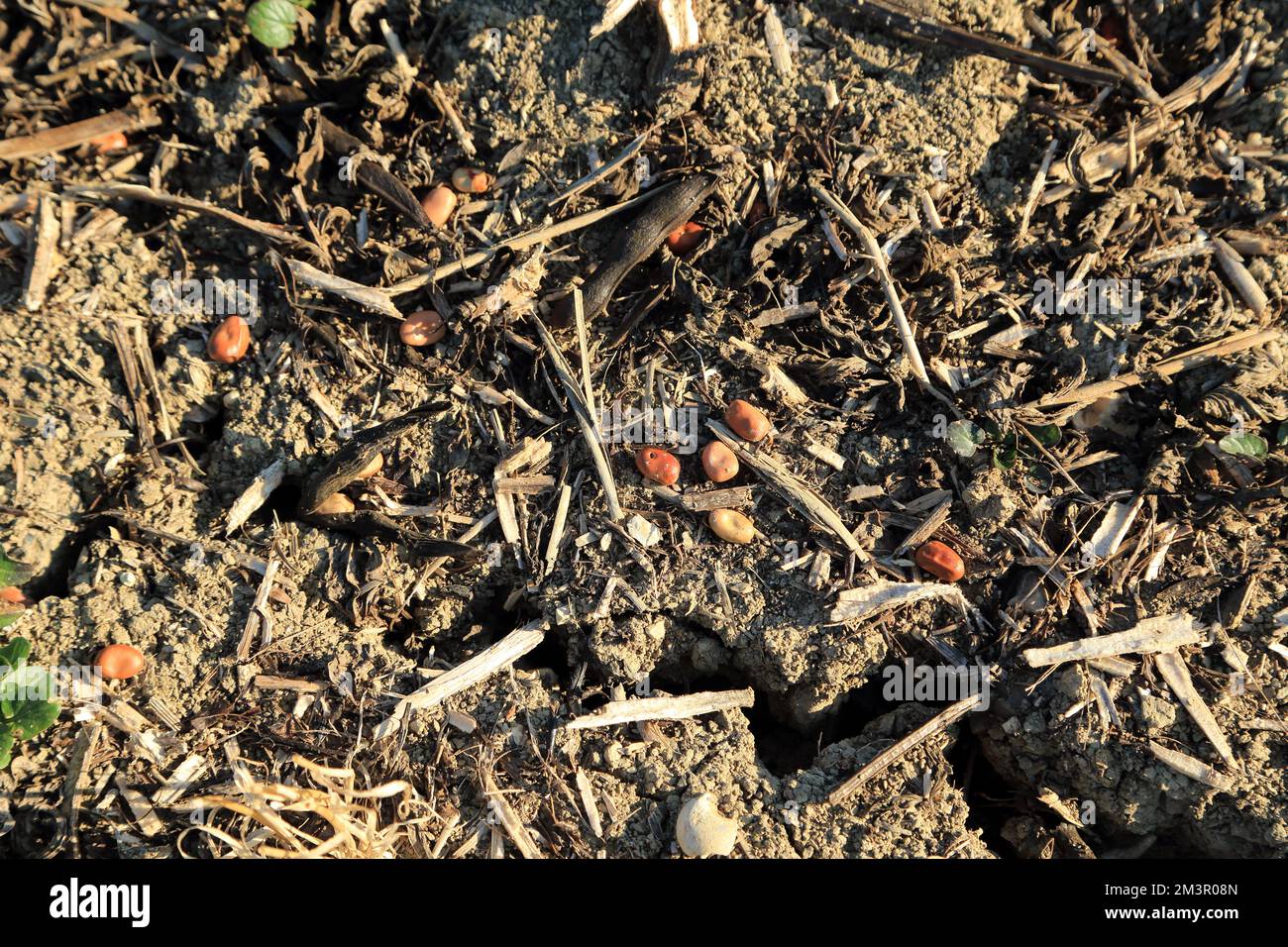 Broad bean seeds and cracks in clay soil in field due to drought at ...