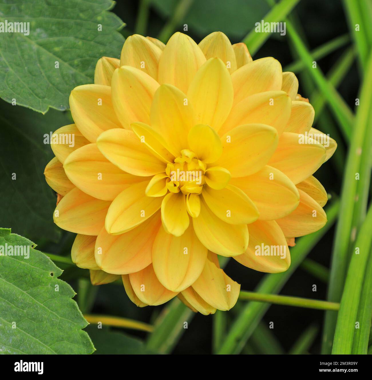 The bright yellow flower head of Dahlia 'Aladdin's Lamp' Stock Photo ...