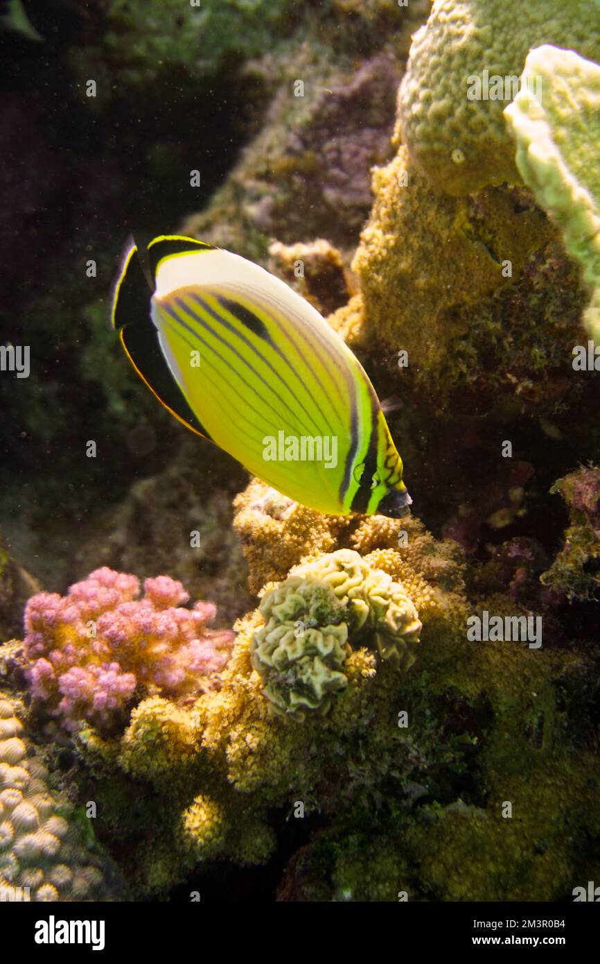 A beautiful pair of yellow butterfly fish colourful coral reef full of goldfish in the Red Sea ...