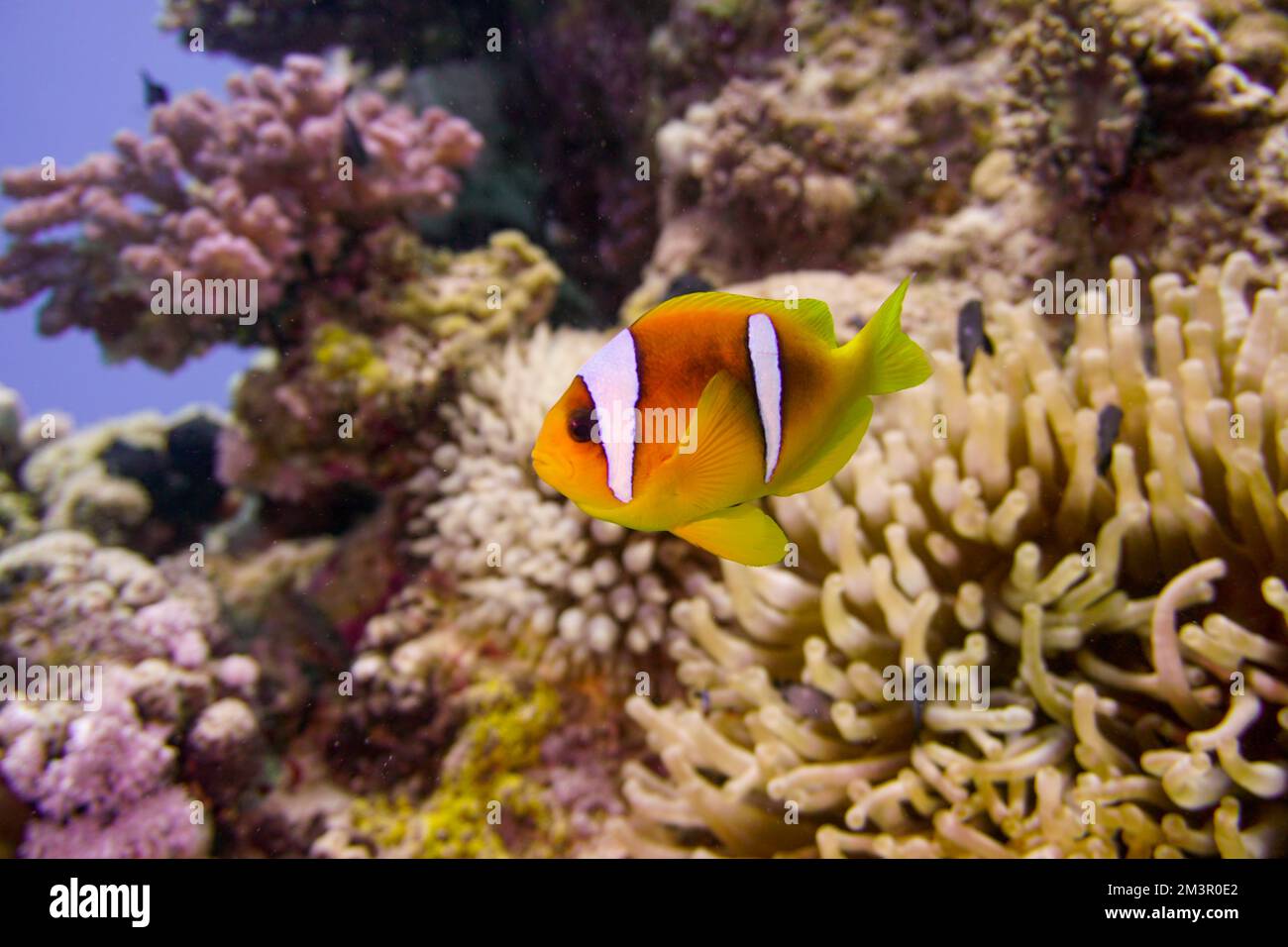 Beautiful clownfish Nemo from Finding Nemo in the anemone in the warm ...