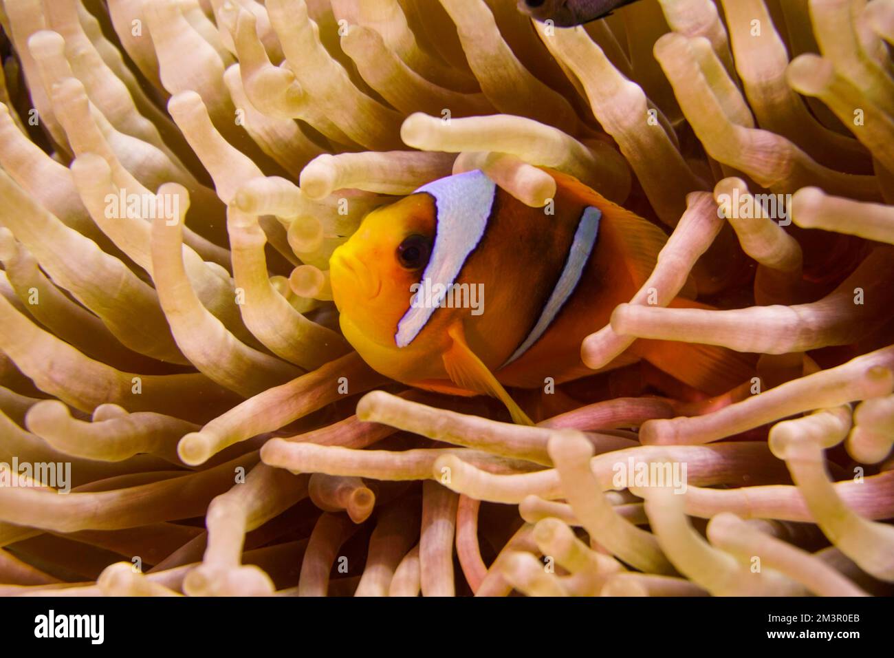 Beautiful clownfish Nemo from Finding Nemo in the anemone in the warm ...