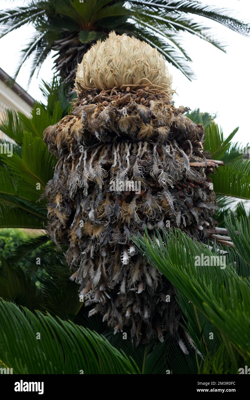 Cycad close-up in the green foliage of palm trees Stock Photo - Alamy