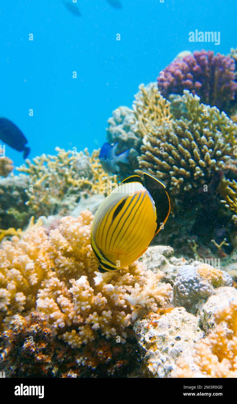 A beautiful pair of yellow butterfly fish colourful coral reef full of goldfish in the Red Sea ...