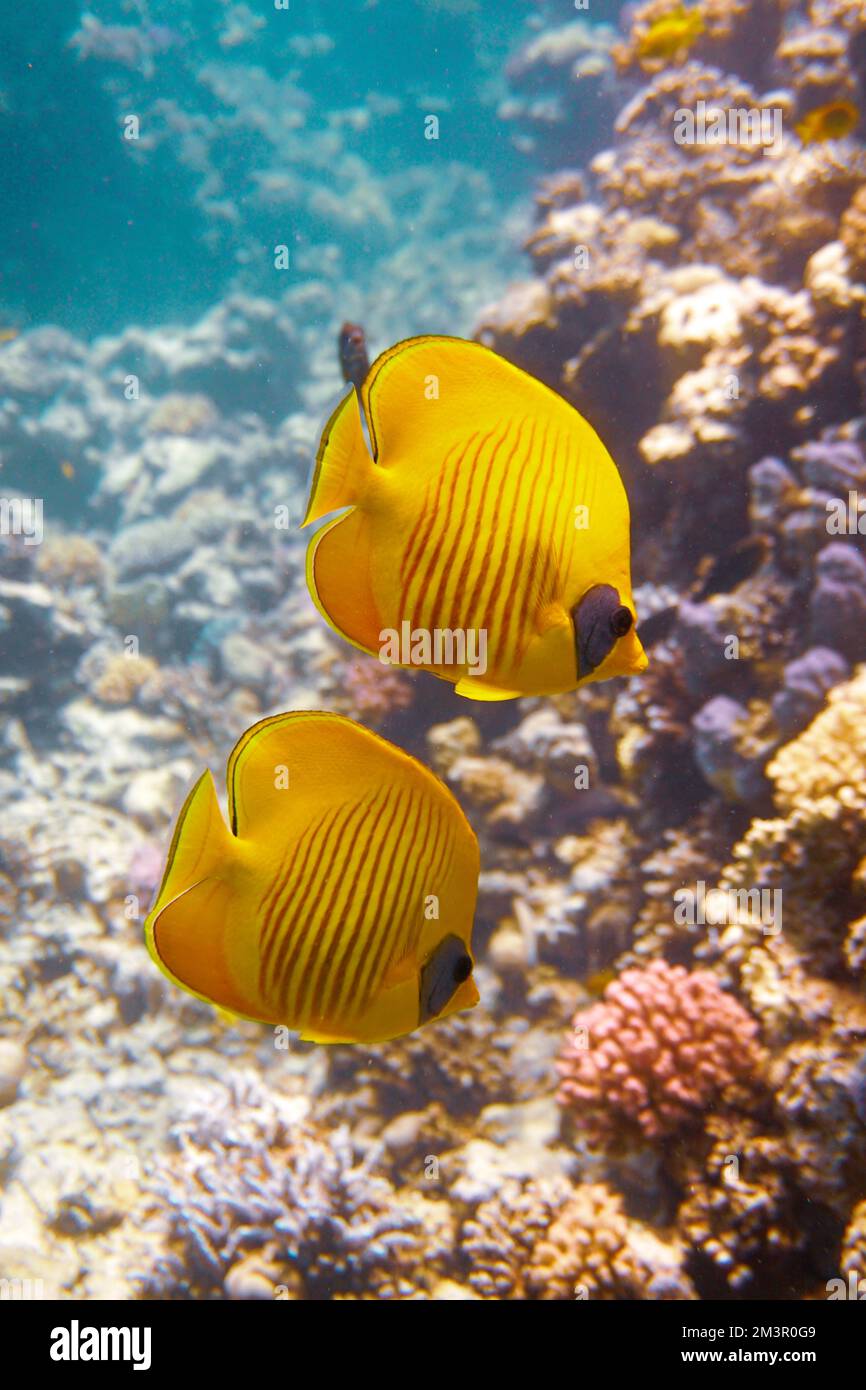 A beautiful pair of yellow butterfly fish colourful coral reef full of goldfish in the Red Sea ...