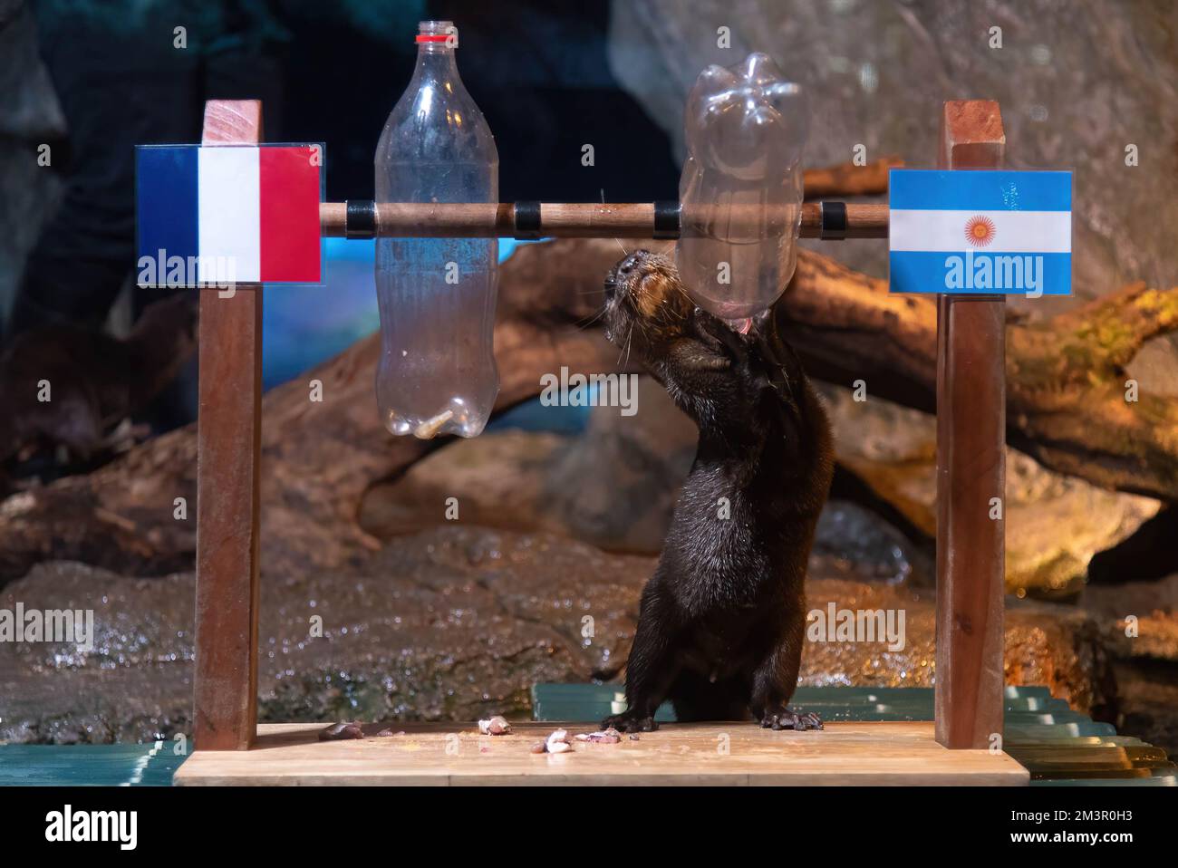 An otter seen trying to eat fish from a bottle during an attempt to ...