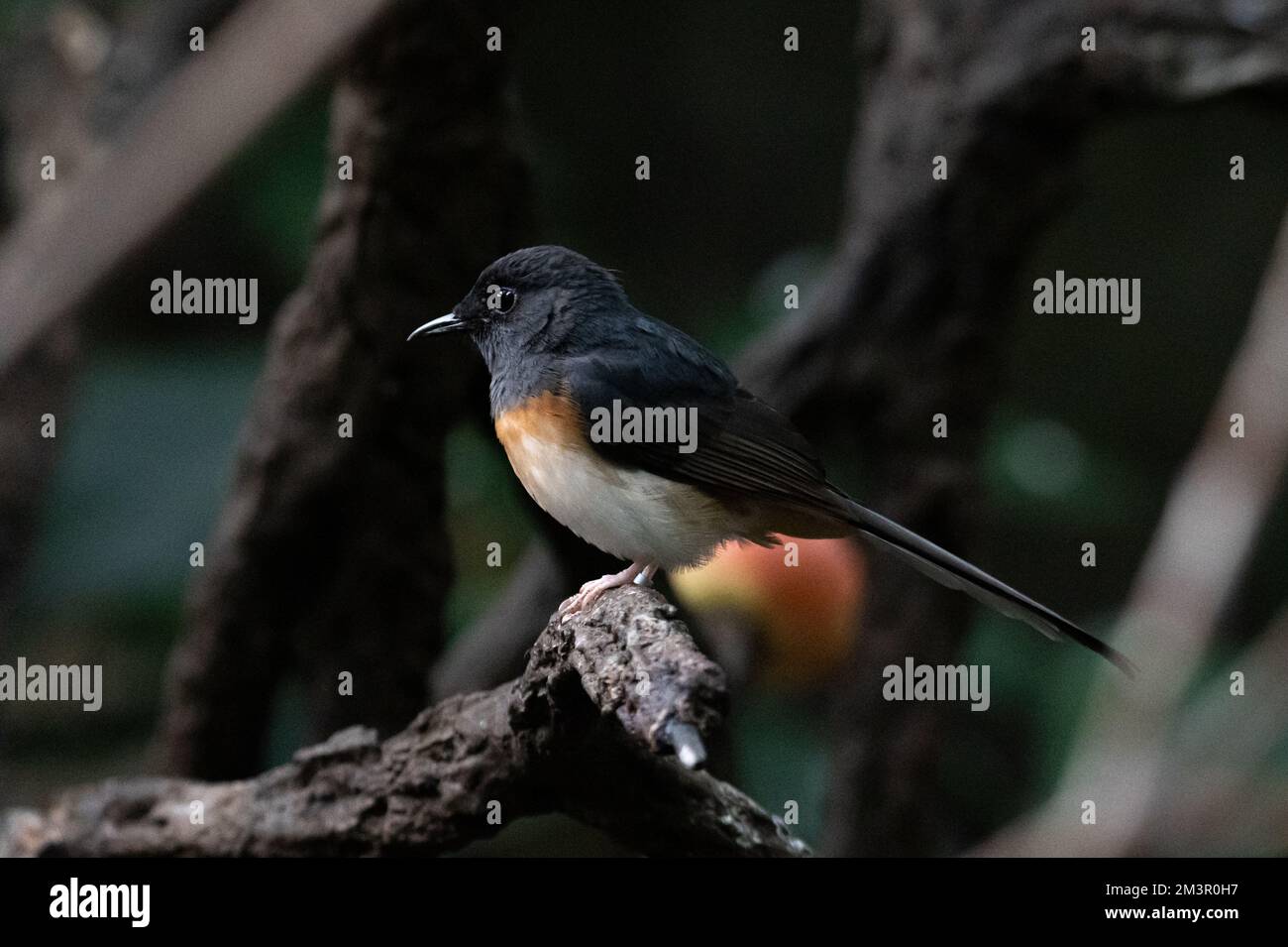 A closeup shot of white-rumped shama perched on a tree branch Stock ...