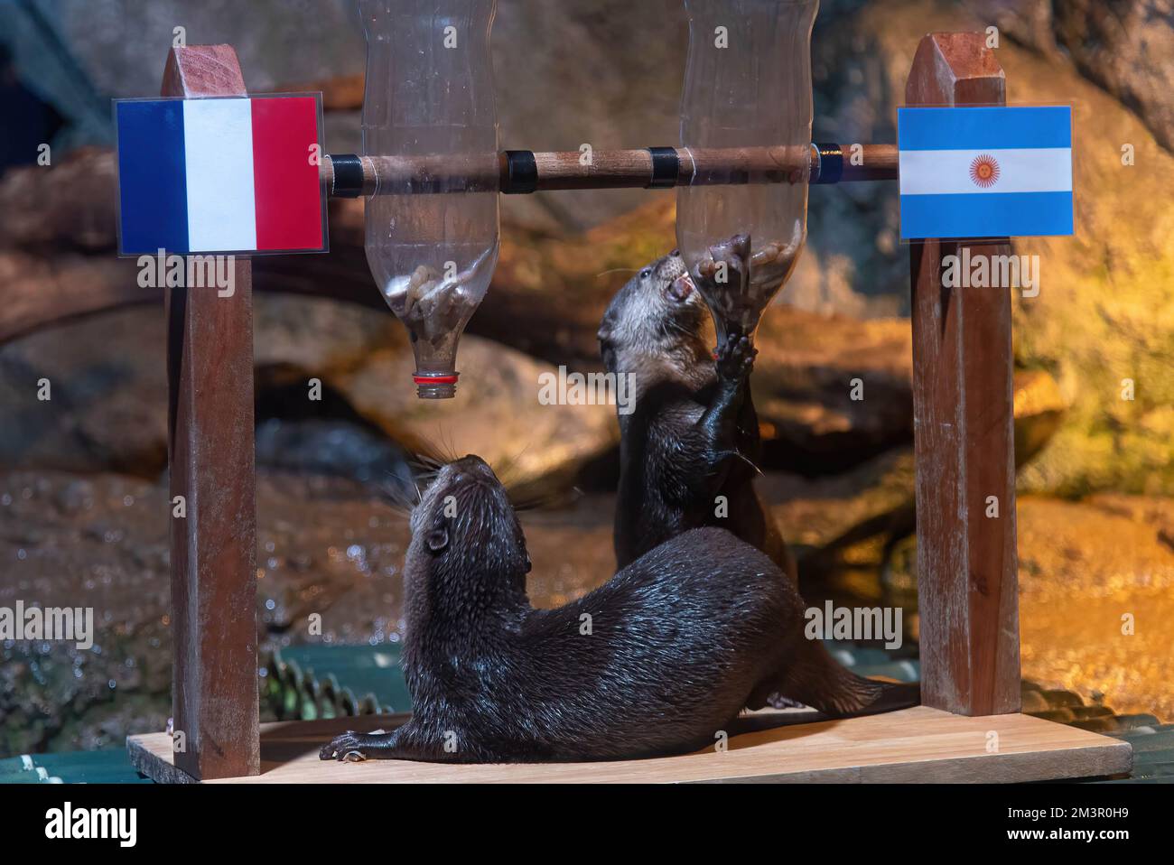 The otters seen trying to eat fish from a bottle during an attempt to ...