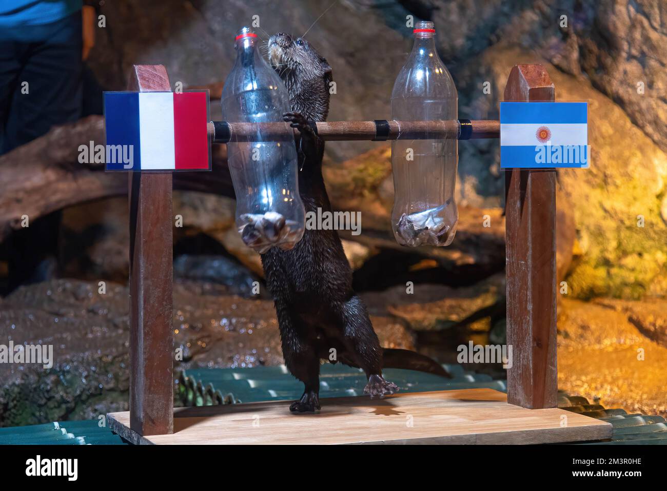 An otter seen trying to eat fish from a bottle during an attempt to ...
