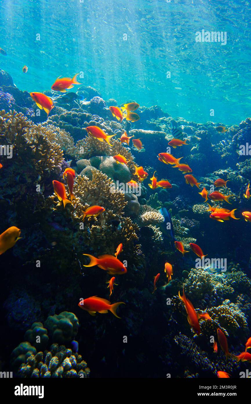 Beautiful Coral Reef With Many Colorful Fishes and Goldfish In The Red ...