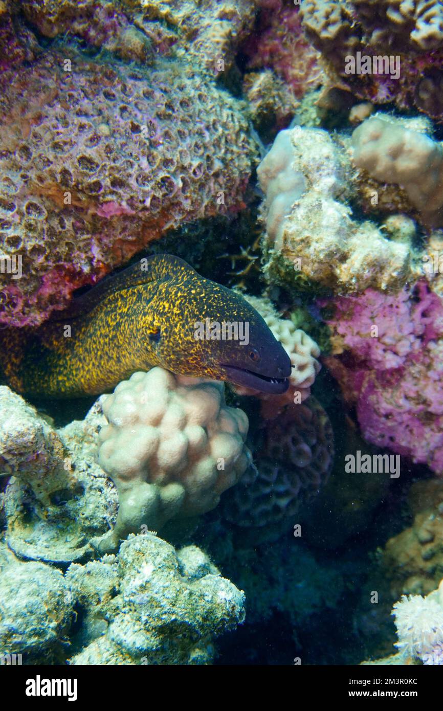 A beautiful spotted moray eel in the colourful coral reef. Scuba Diving ...