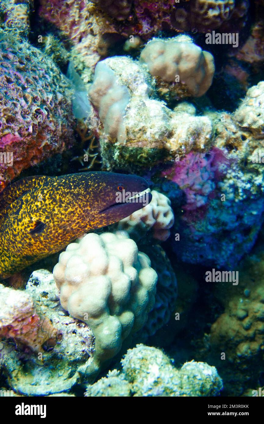 A beautiful spotted moray eel in the colourful coral reef. Scuba Diving ...