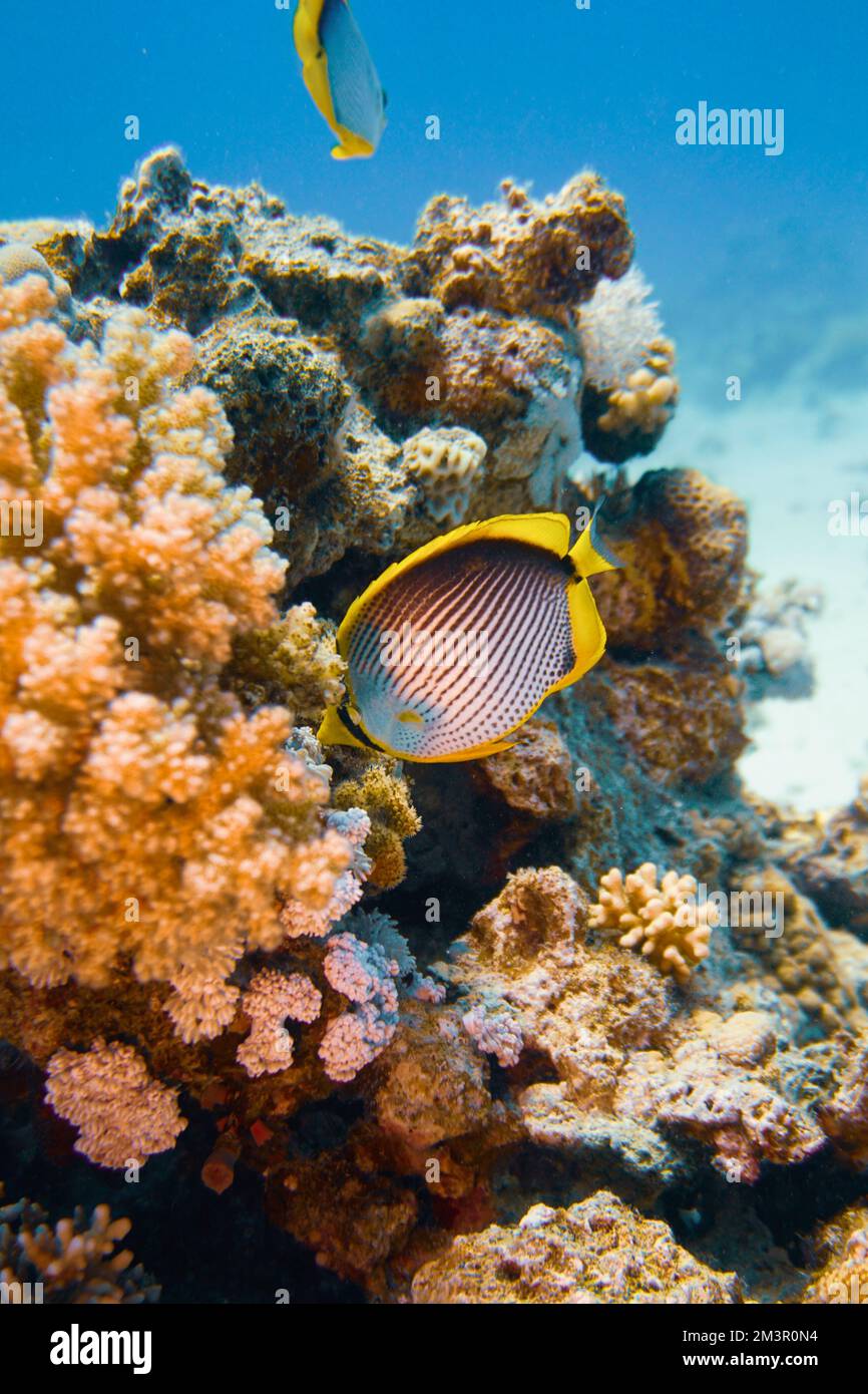 A beautiful pair of yellow butterfly fish colourful coral reef full of goldfish in the Red Sea ...