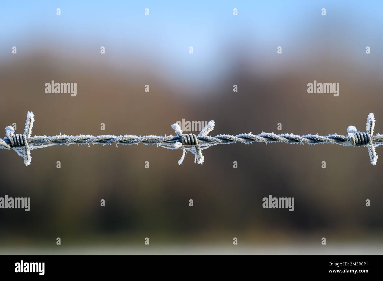 Frozen barbed wire isolated Stock Photo - Alamy