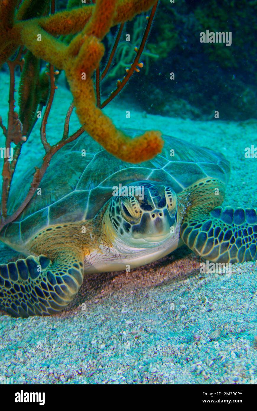 Beautiful Green Sea Turtle Swimming In The Caribbean Sea. Blue Water ...
