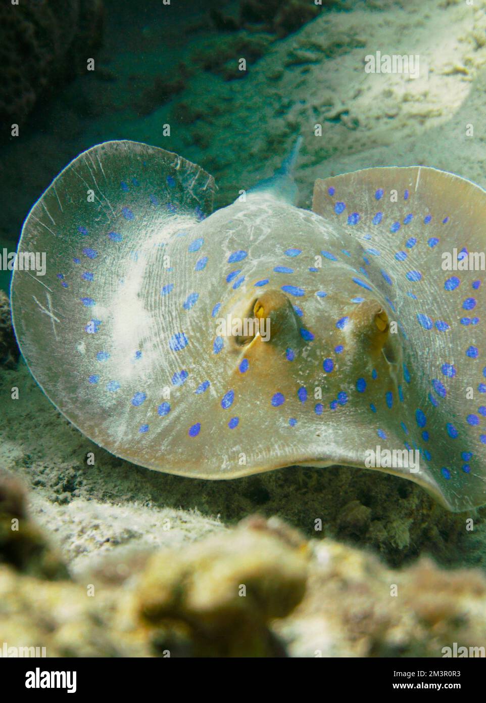 A blue spotted stingray swimming in the sand patch of the colourful ...