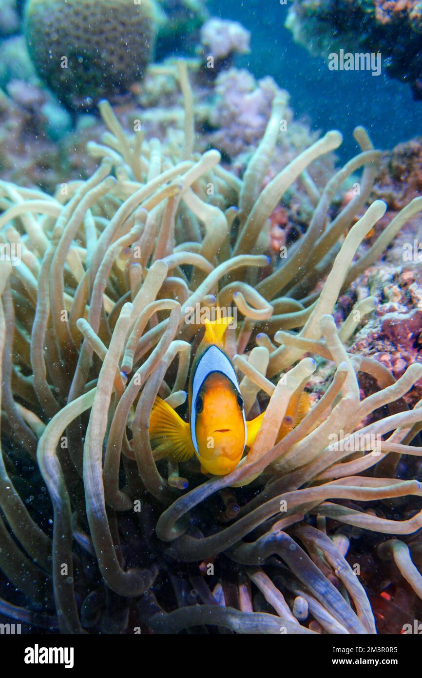 Beautiful clownfish Nemo from Finding Nemo in the anemone in the warm ...
