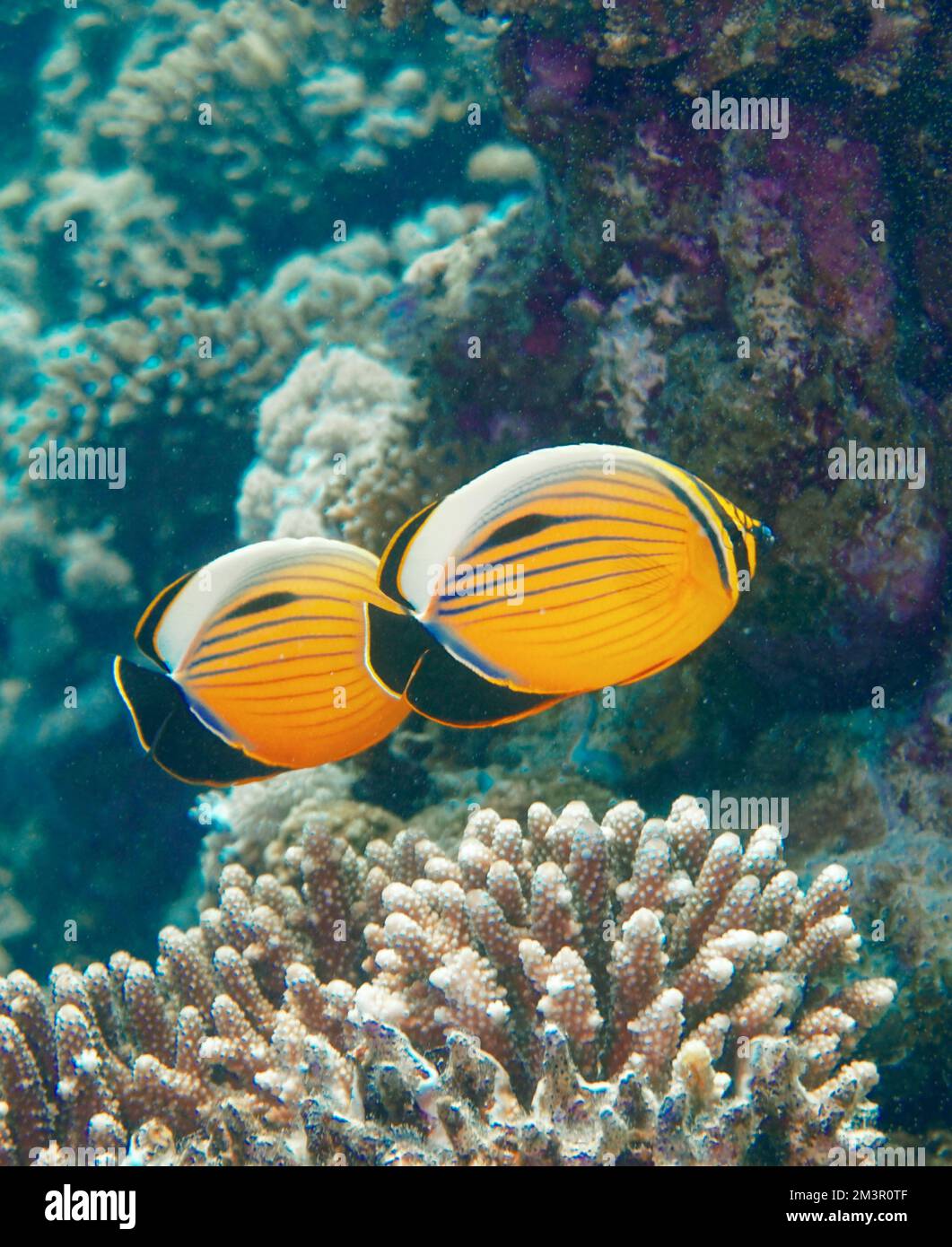 A beautiful pair of yellow butterfly fish colourful coral reef full of ...