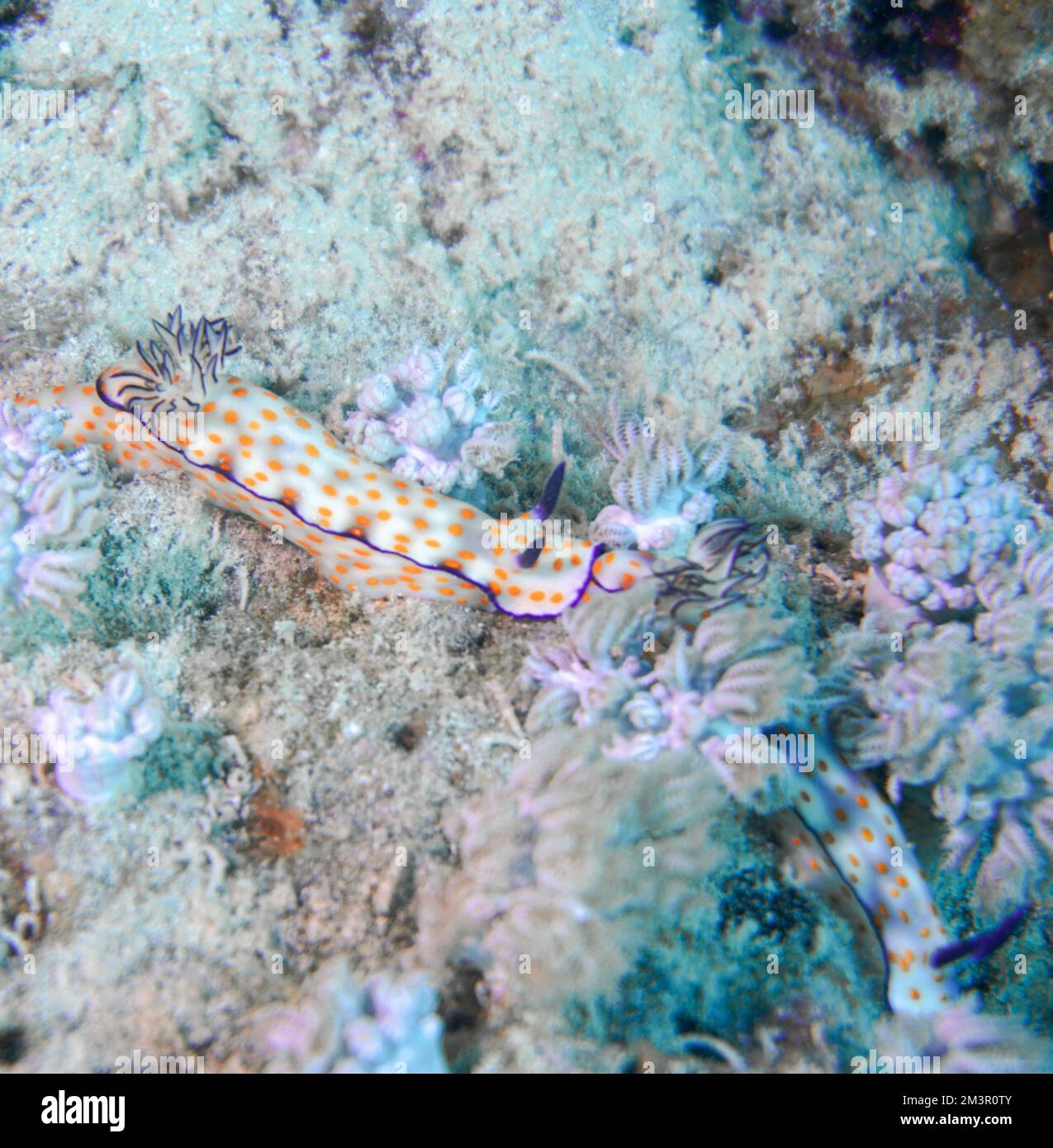 Beautiful colorful sea slug Stock Photo - Alamy
