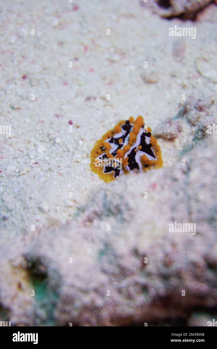 Underwater animals diving hi-res stock photography and images - Alamy