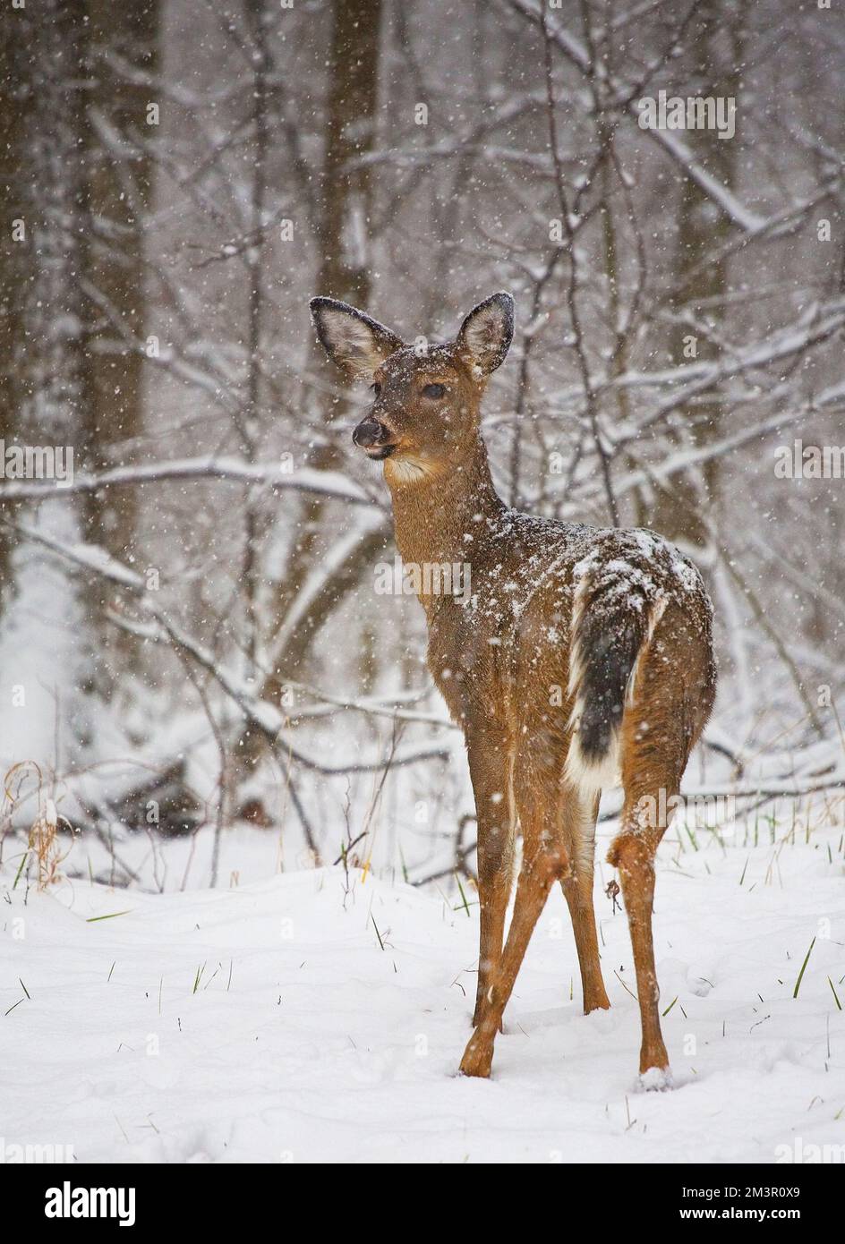 Whitetail Christmas Wallpaper