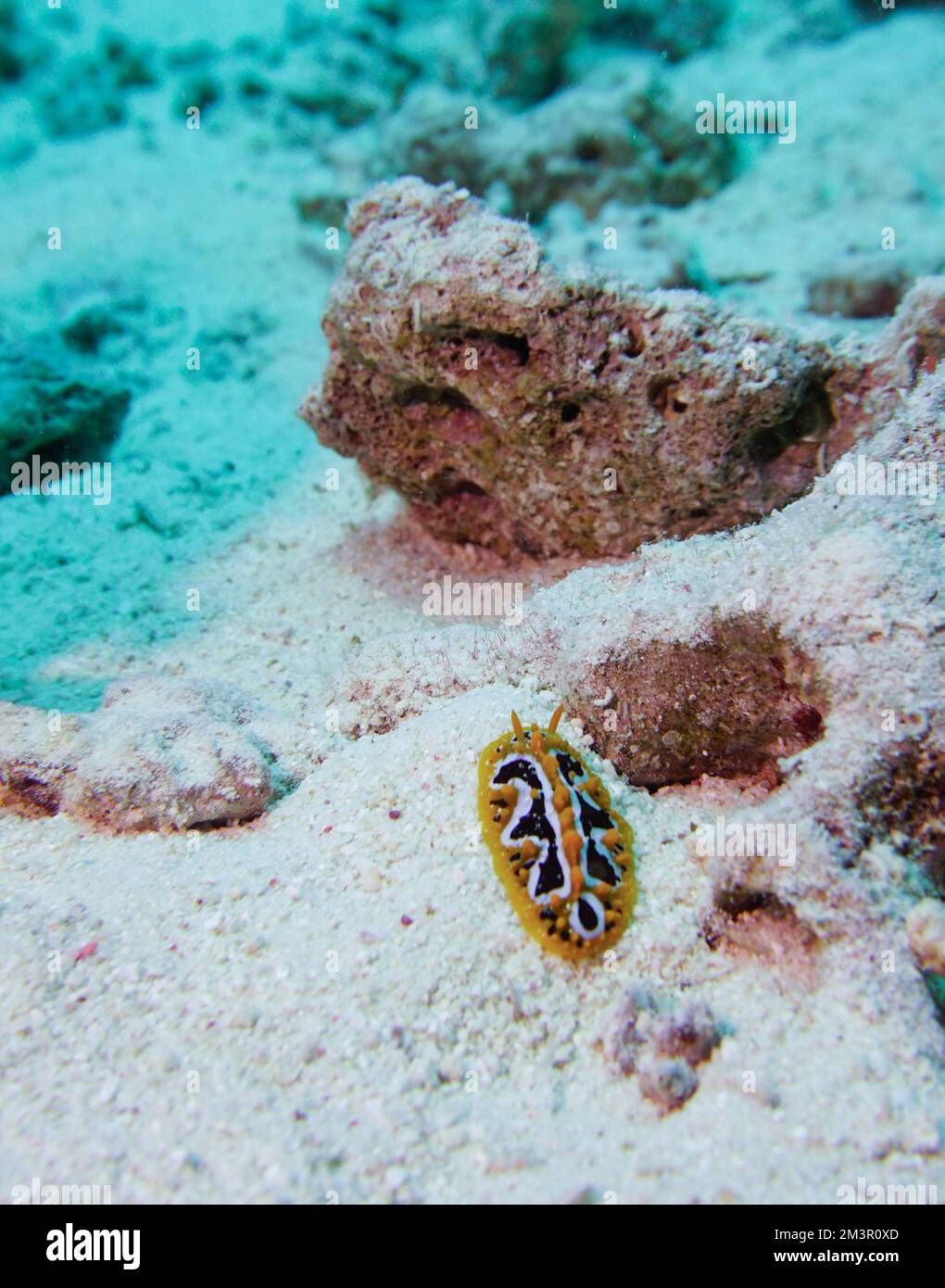Beautiful colorful sea slug Stock Photo - Alamy