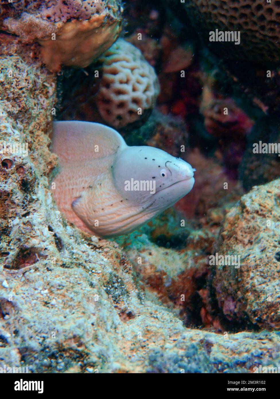 A beautiful spotted moray eel in the colourful coral reef. Scuba Diving ...
