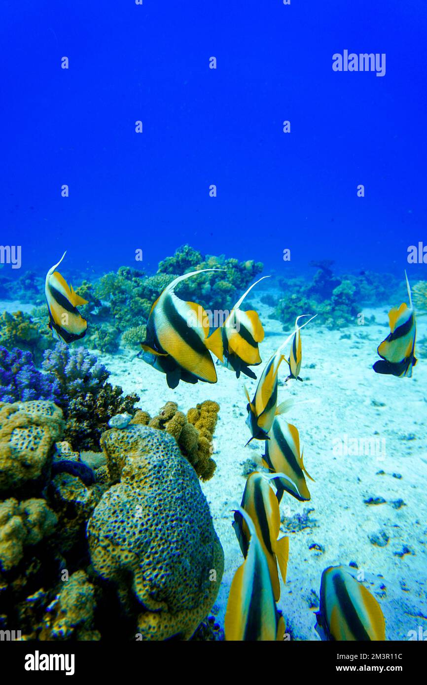 Beautiful Coral Reef With Many Colorful Fishes and Goldfish In The Red ...