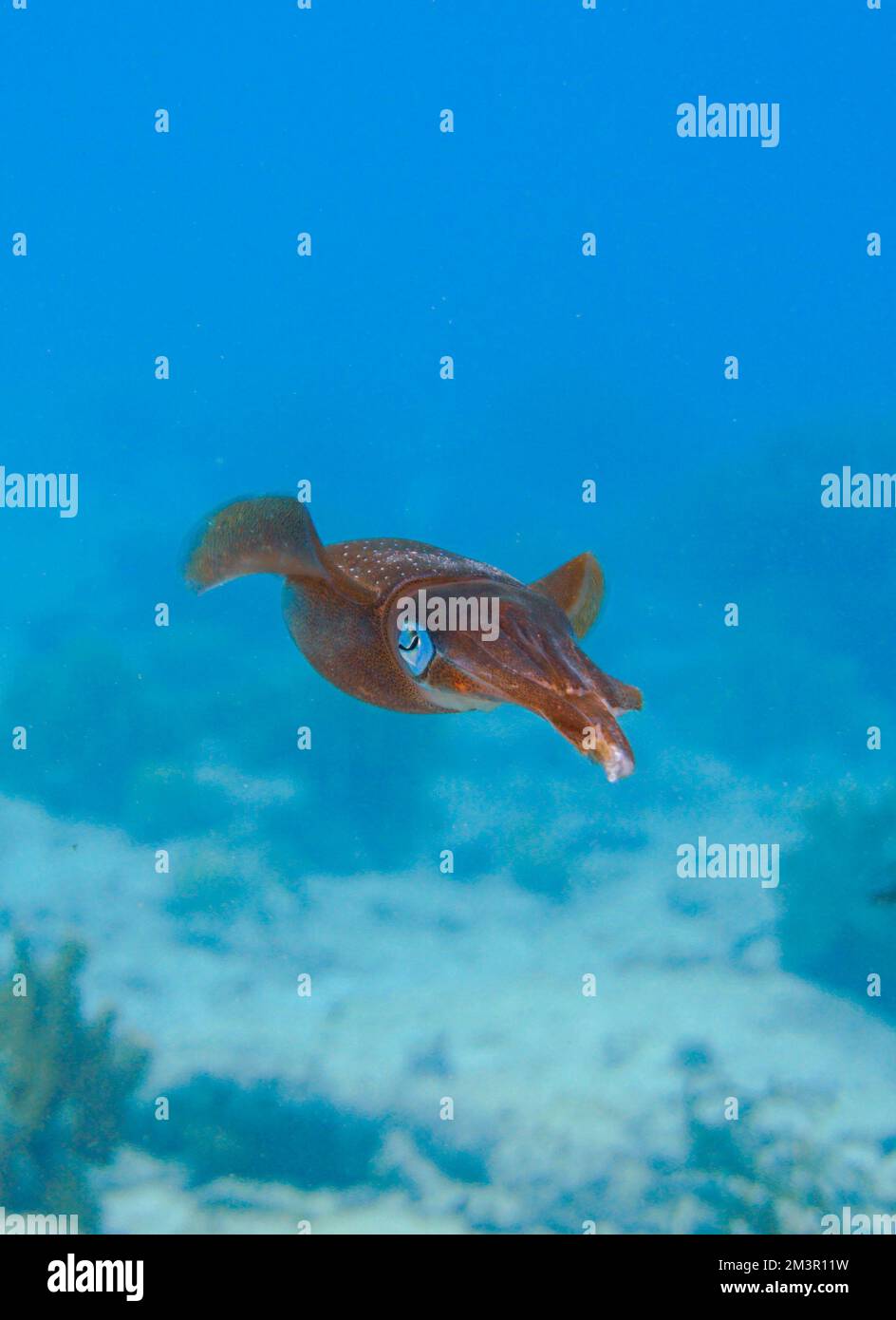Beautiful brown squid swimming in the blue waters of the Caribbean sea ...