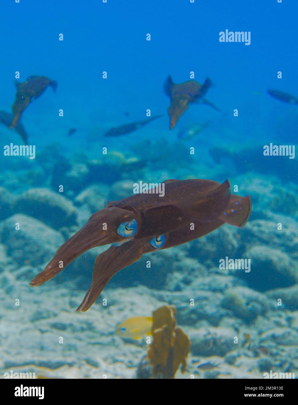 Beautiful brown squid swimming in the blue waters of the Caribbean sea ...