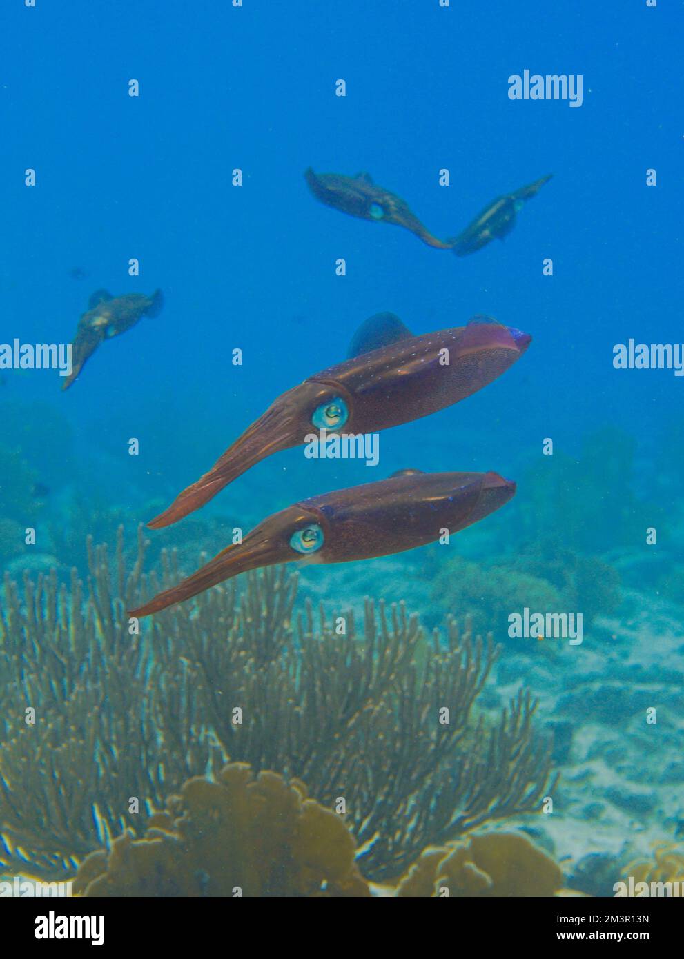 Beautiful brown squid swimming in the blue waters of the Caribbean sea ...