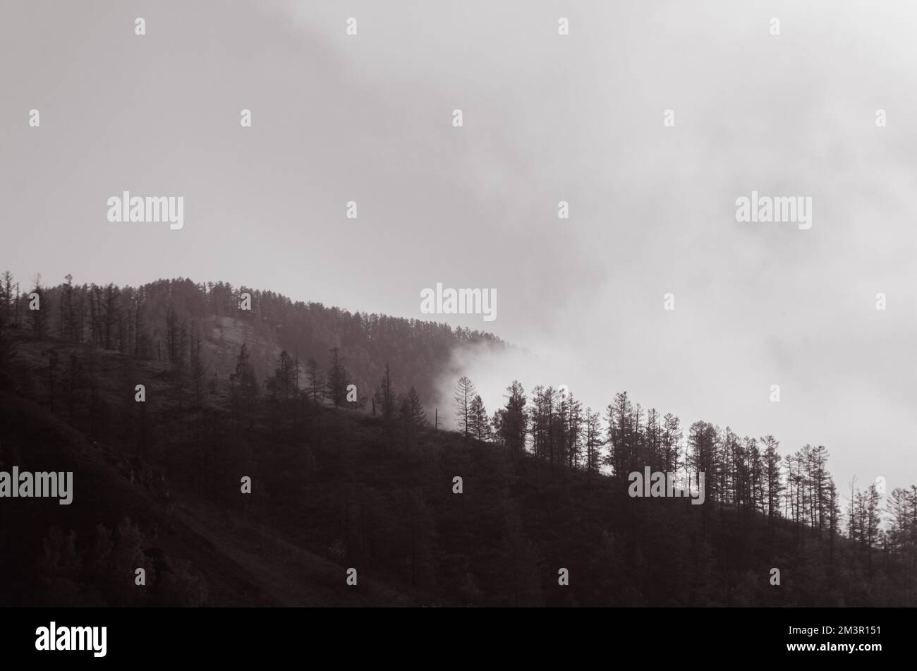 Distant treeline hi-res stock photography and images - Alamy