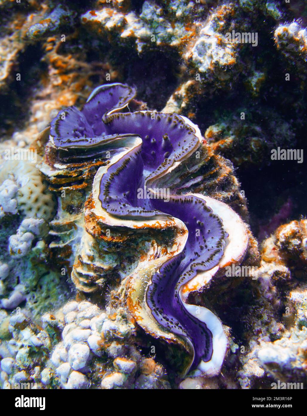 Beautiful Clams, Mussels In The Red Sea In Egypt. Blue Water. Relaxed ...