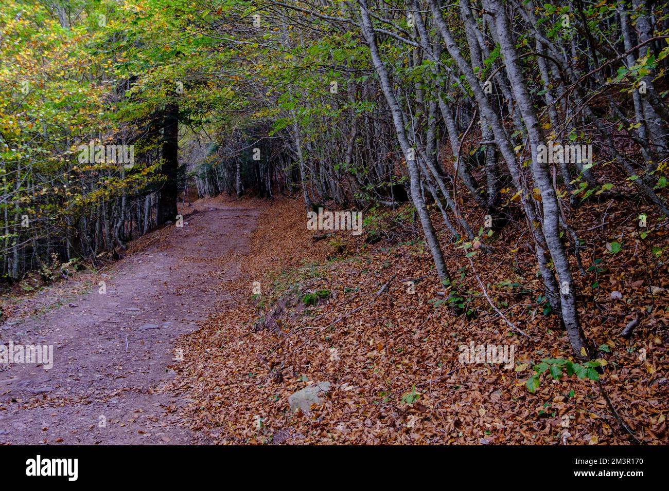 Hecho valley, Pyrenean mountain range, Spain Stock Photo - Alamy