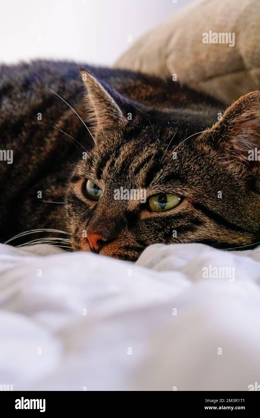 Beautiful domestic house cat, feline furry pet animal Stock Photo - Alamy