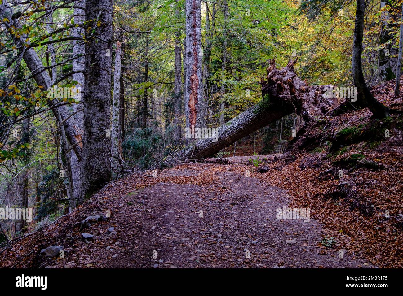 Hecho valley, Pyrenean mountain range, Spain Stock Photo - Alamy