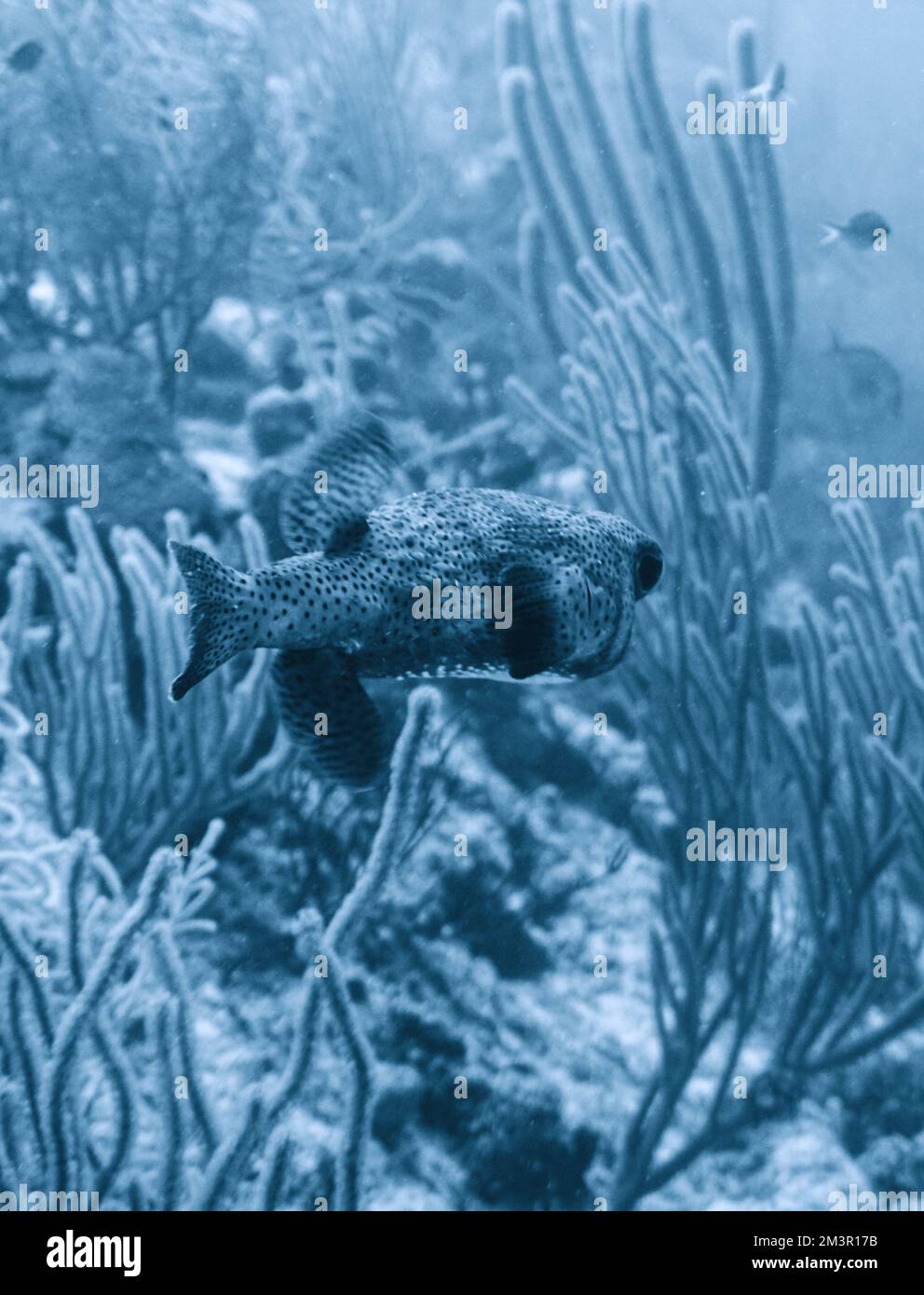 Porcupine fish, pufferfish with military camo pattern Fugu In The ...