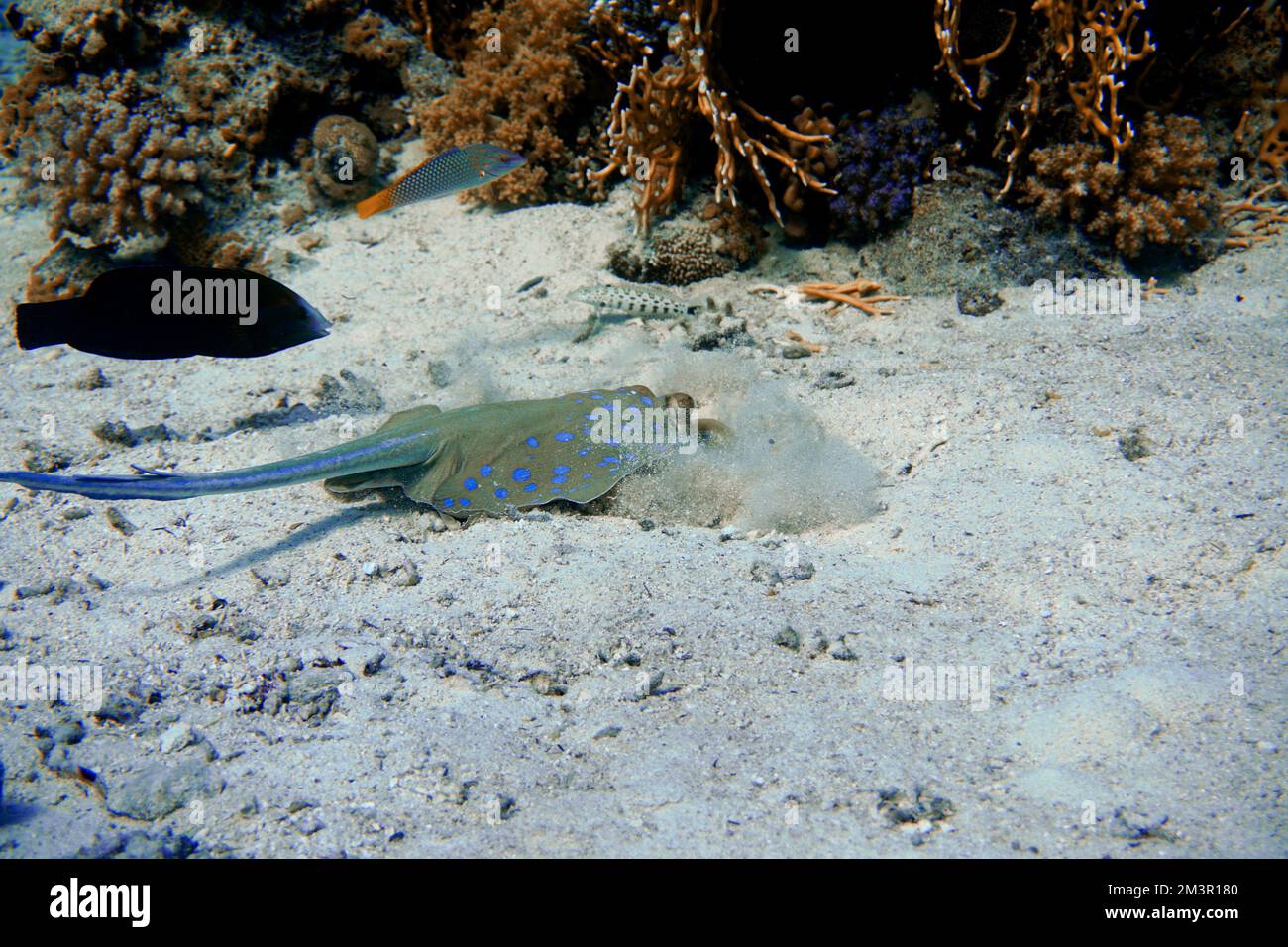 A blue spotted stingray swimming in the sand patch of the colourful ...