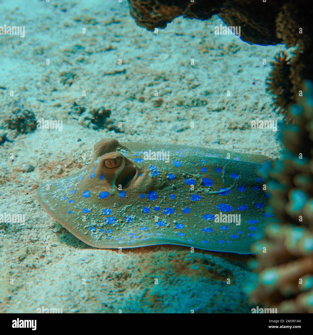 A blue spotted stingray swimming in the sand patch of the colourful ...