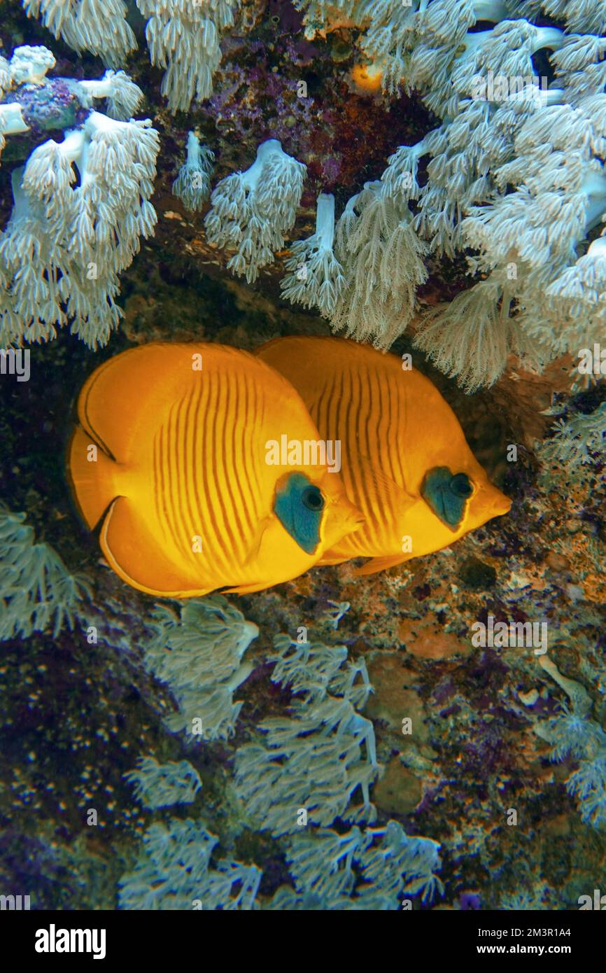 A beautiful pair of yellow butterfly fish colourful coral reef full of goldfish in the Red Sea ...