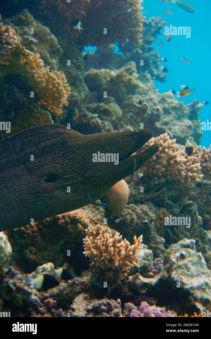A large, big moray eel with large sharp teeth hiding in the colourful ...